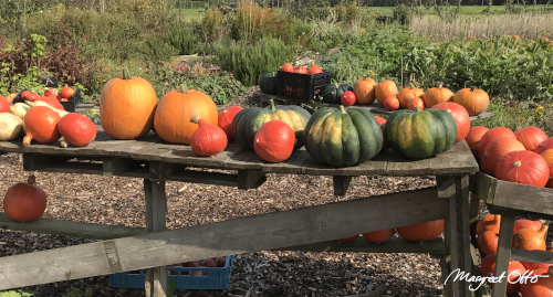 SOW THE LAND! | The Earth Hectare Grid